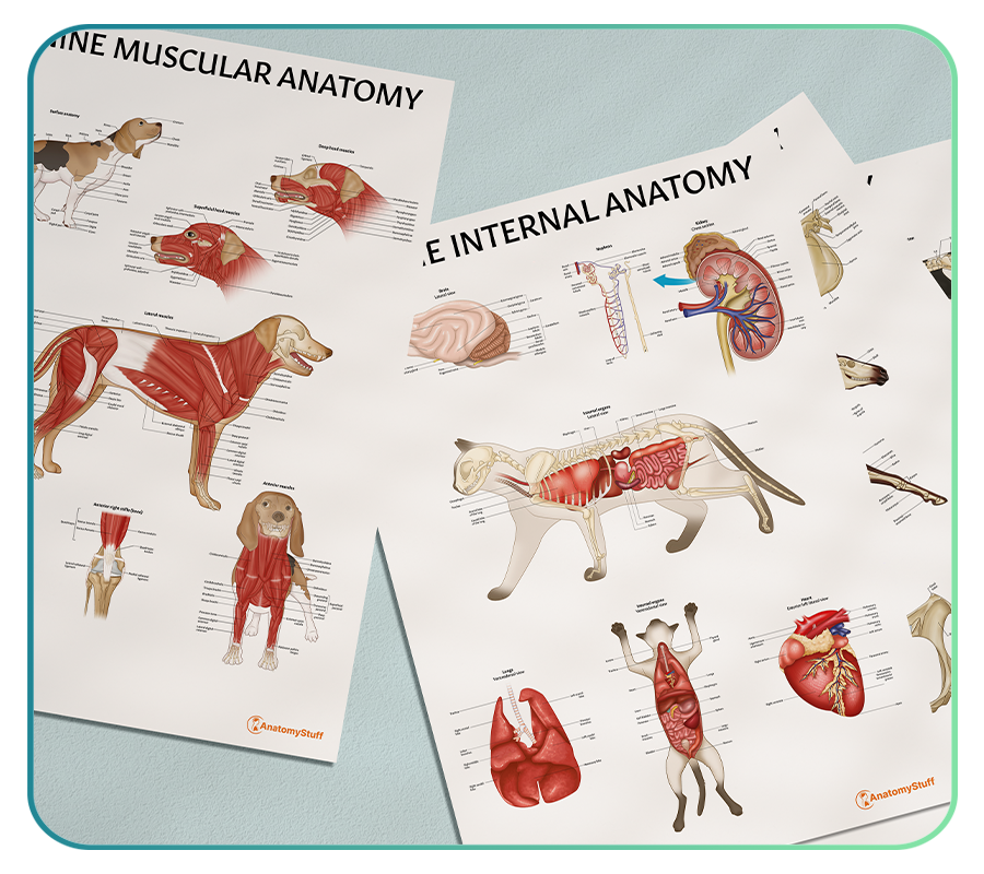 Veterinary Anatomy Posters – AnatomyStuff