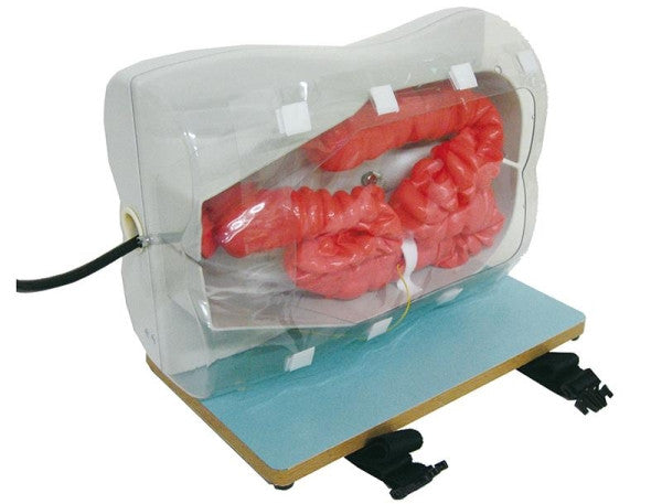 Colonoscopy Simulator | Colonoscopy Trainer | AnatomyStuff