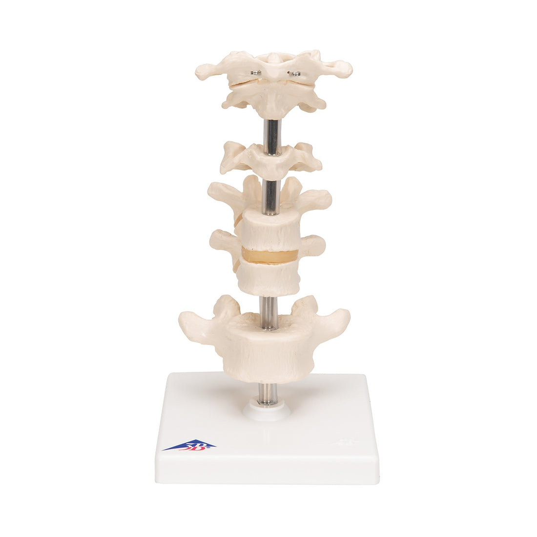 Mounted Vertebrae Model A75 / 1000147 | Vertebra Bone Replica | 3B ...