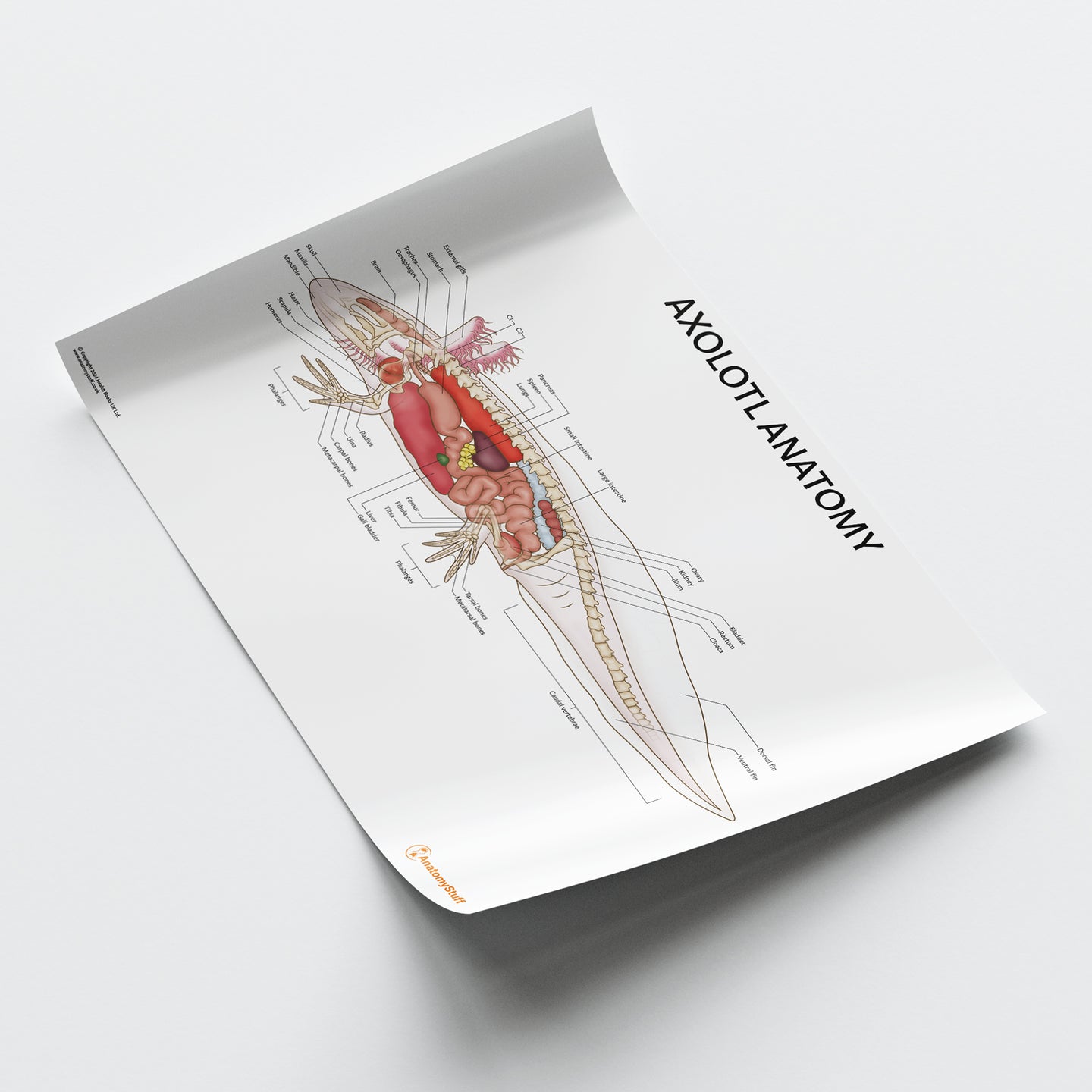 Axolotl Anatomy Poster | Bones Organs Exotic Pets – AnatomyStuff