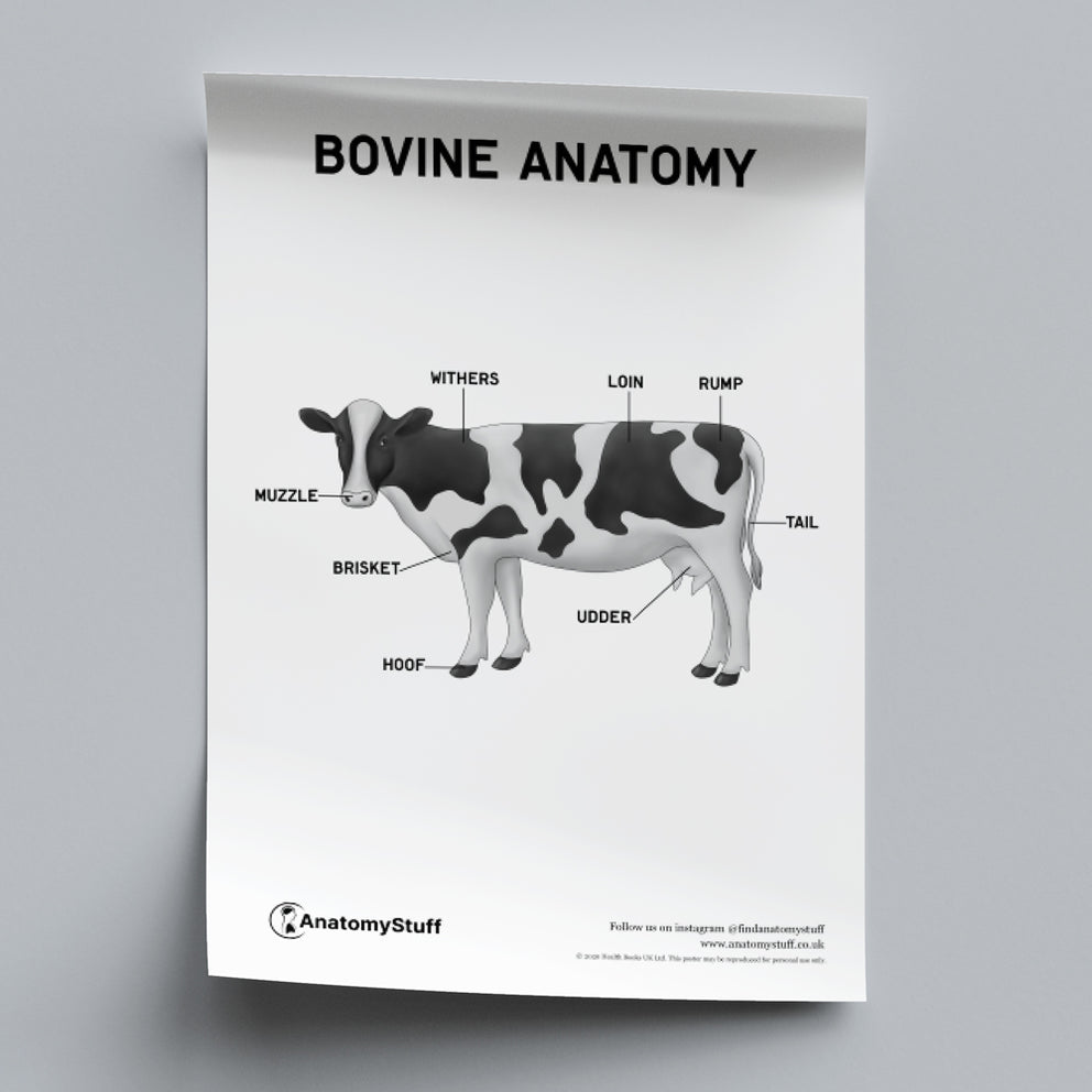 Bovine Anatomy Poster PDF | Digital Download – AnatomyStuff