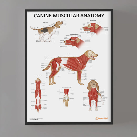 Canine Muscular Anatomy Chart | Dog Muscles Poster Laminated – AnatomyStuff