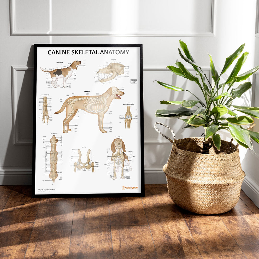 Shop Veterinary Anatomy Charts – AnatomyStuff