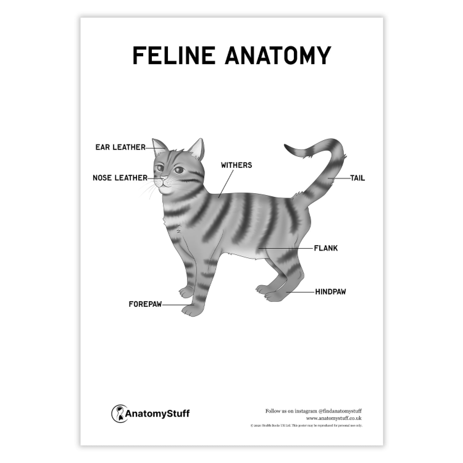 Feline Anatomy Poster PDF | Digital Download – AnatomyStuff