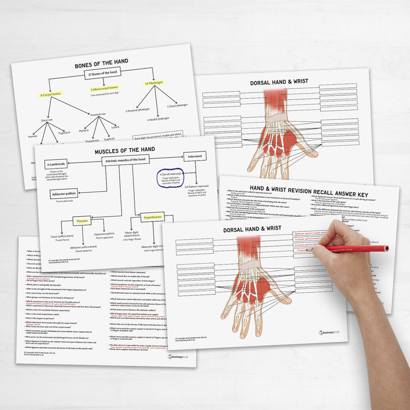 Anatomy Revision Worksheets | AnatomyStuff