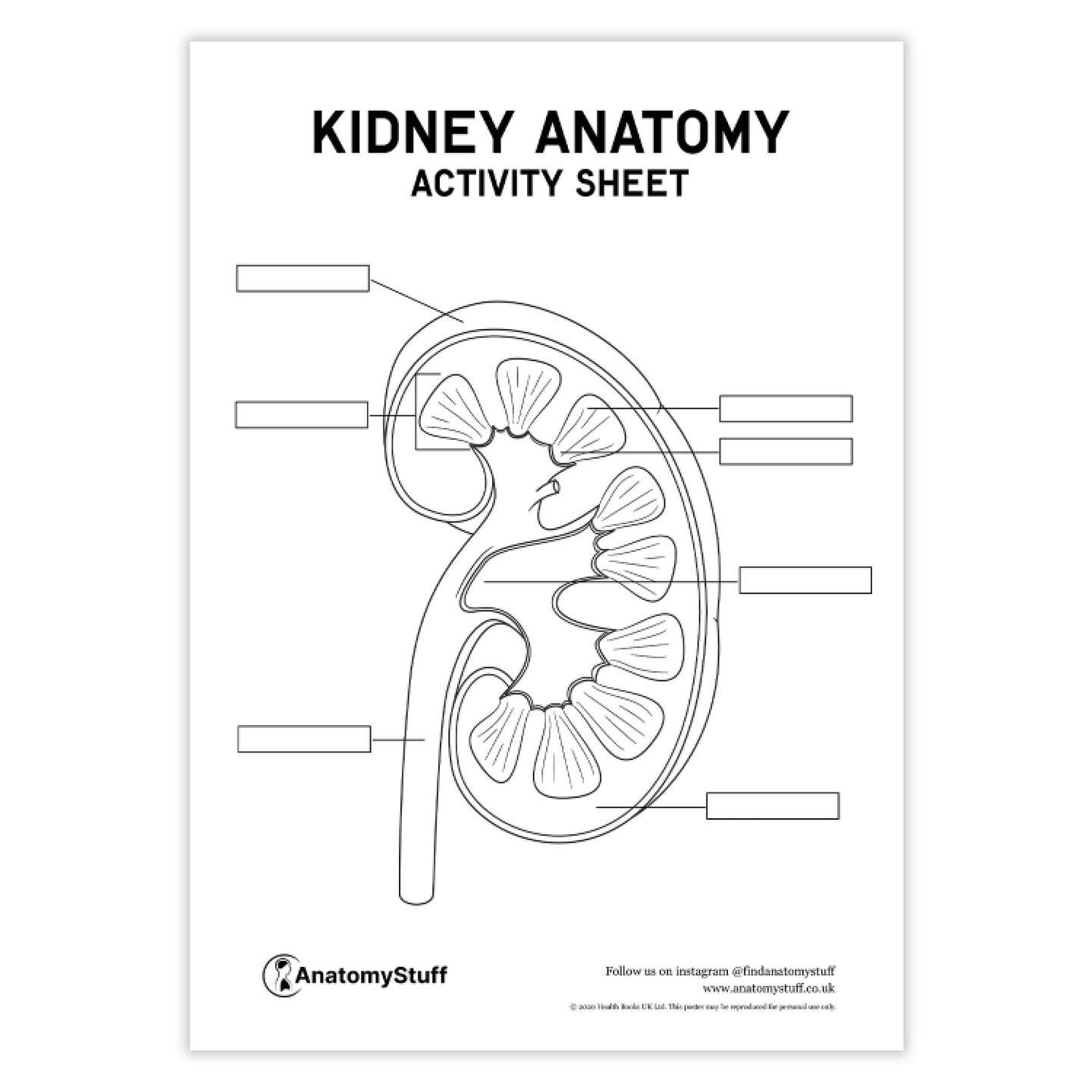 Free Kidney Anatomy Activity Sheet PDF | Anatomy Revision – AnatomyStuff