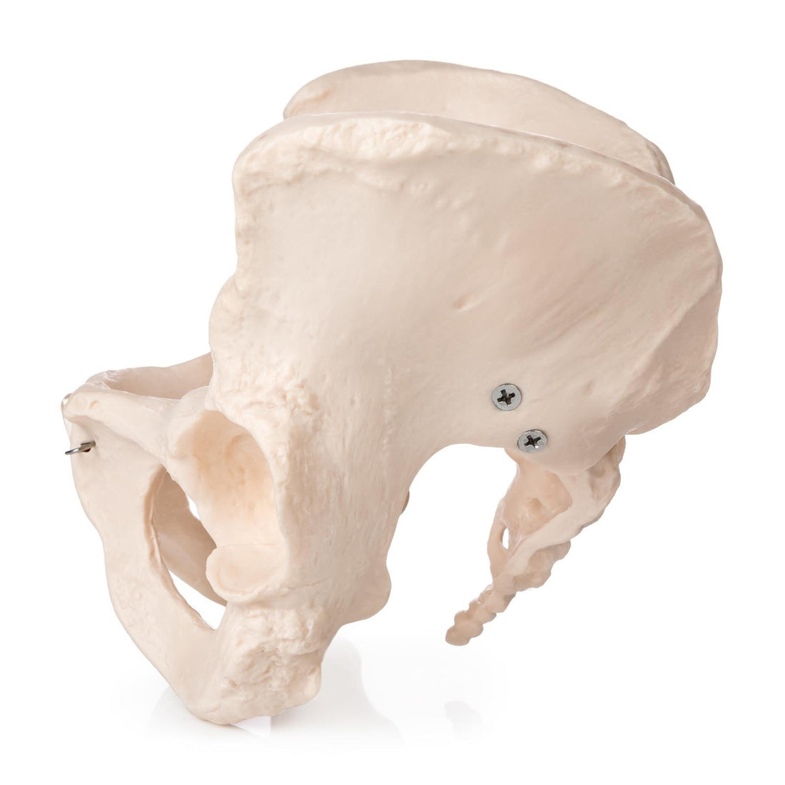Pelvis Anatomy Models and Posters – AnatomyStuff