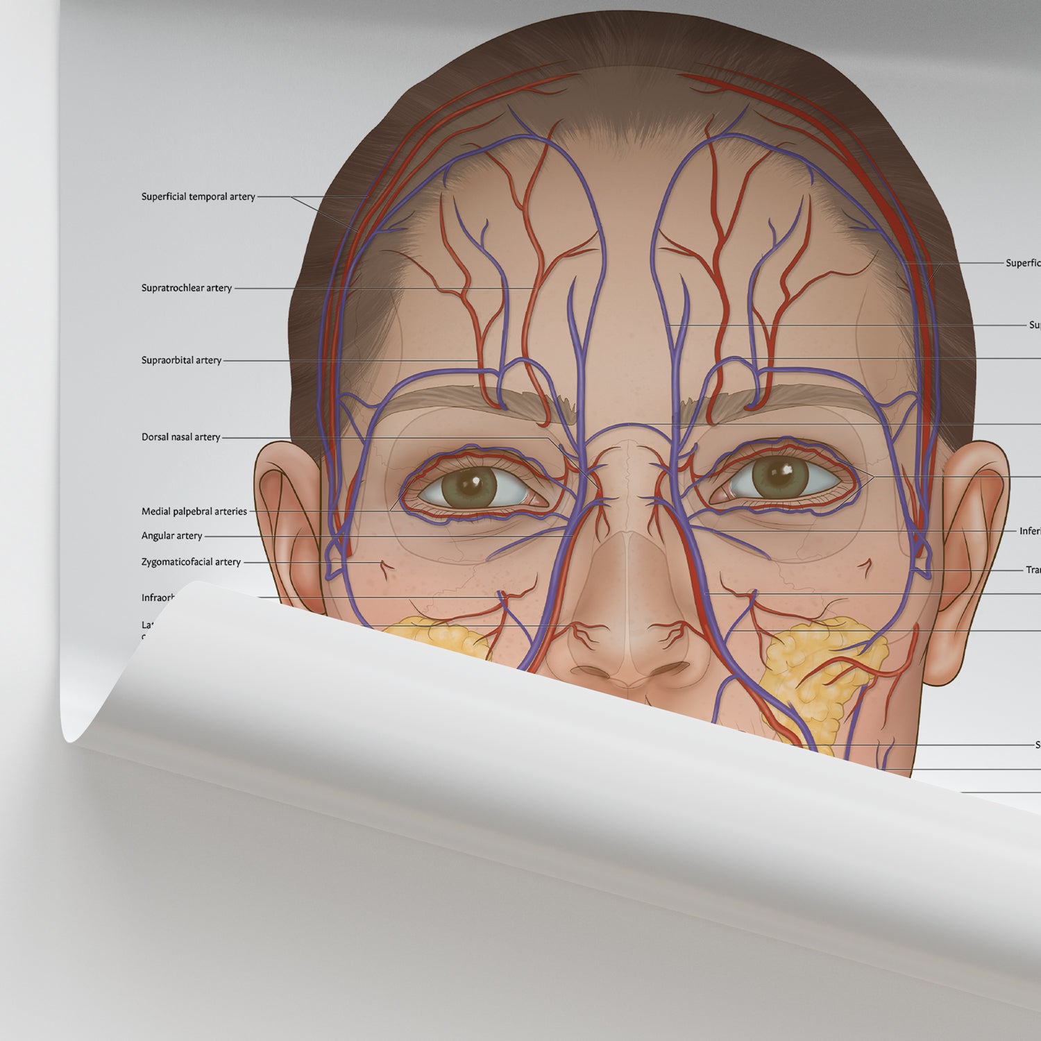 Vascular Anatomy of the Face Poster | Facial Arteries & Veins Chart ...