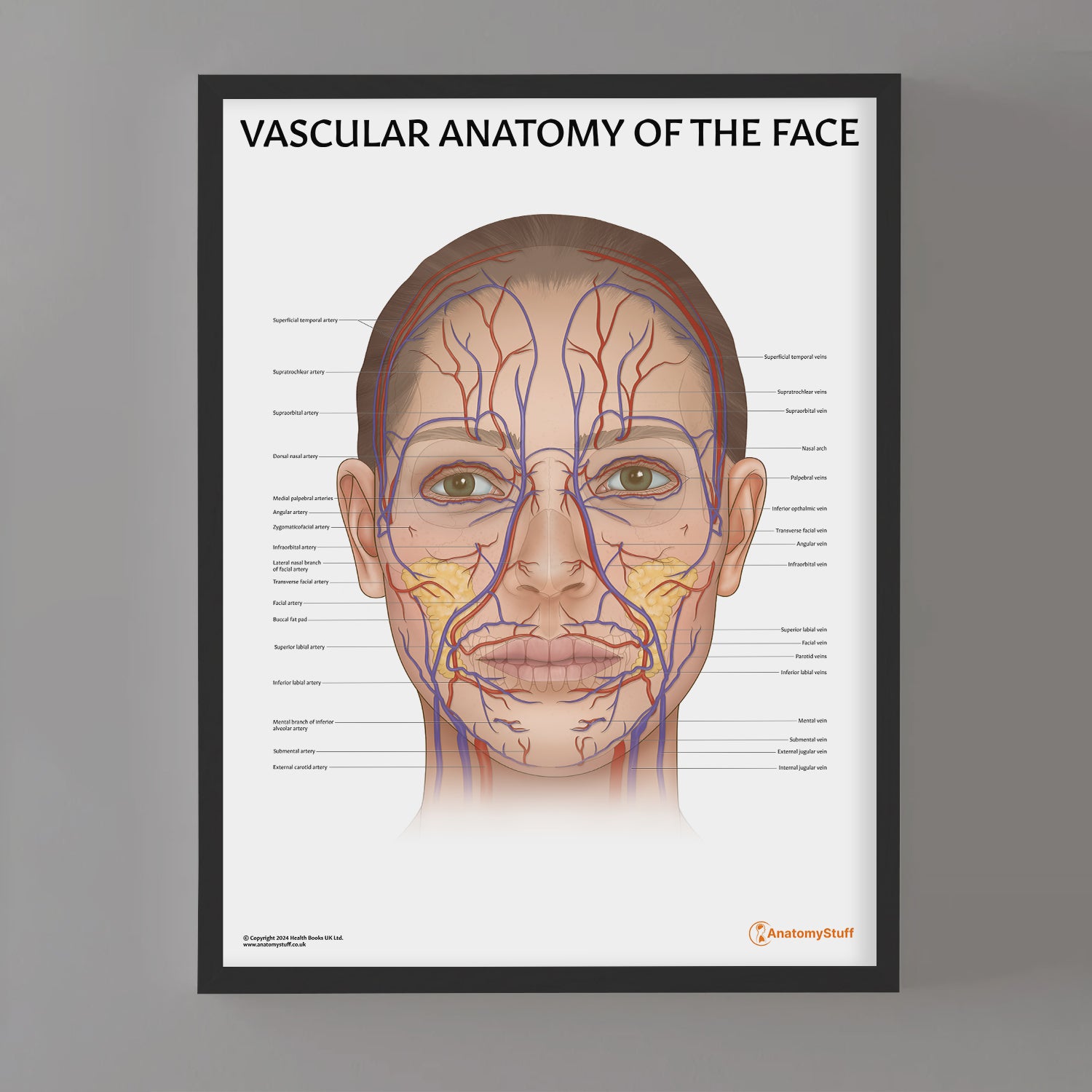 Vascular Anatomy of the Face Poster | Facial Arteries & Veins Chart ...