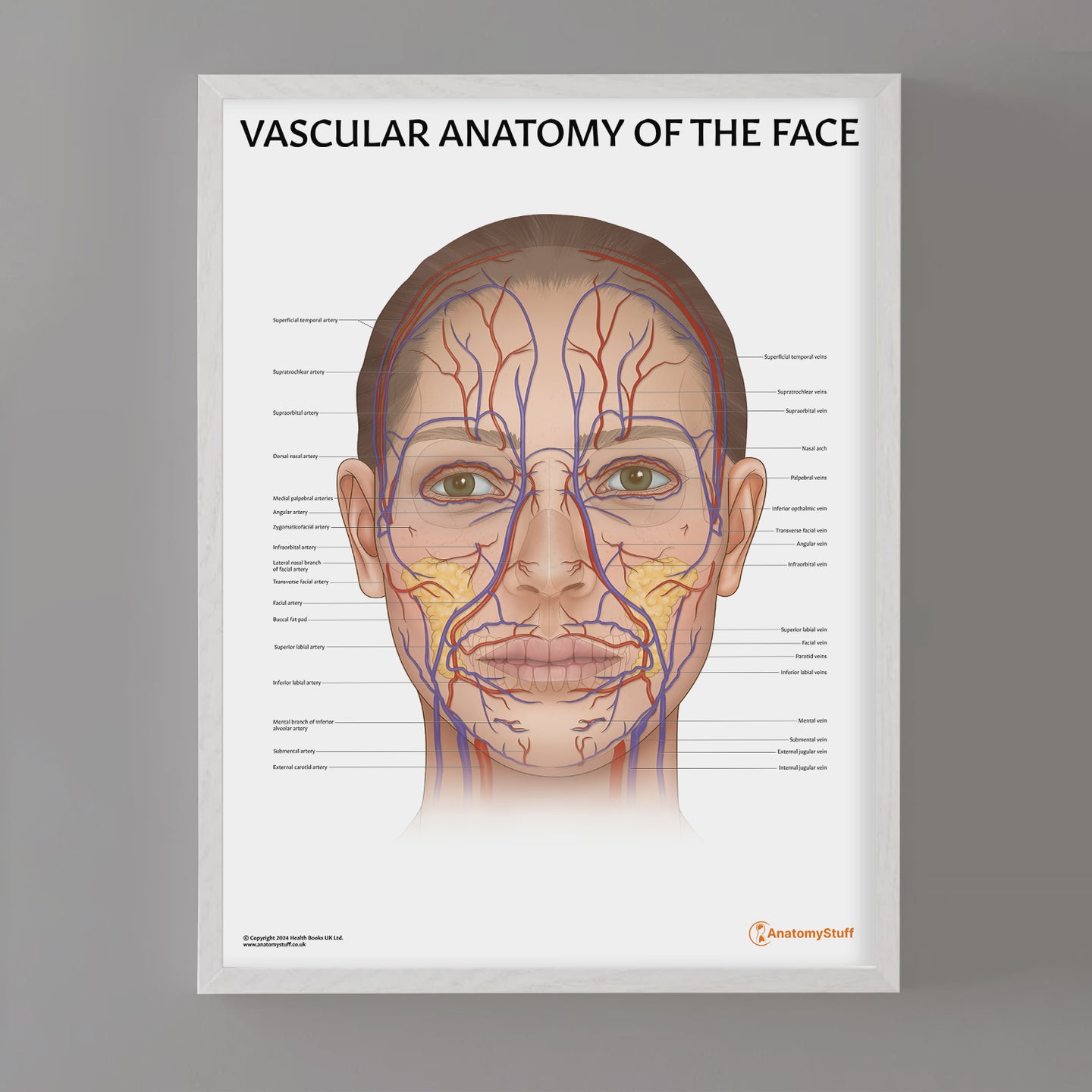 Vascular Anatomy of the Face Poster | Facial Arteries & Veins Chart ...