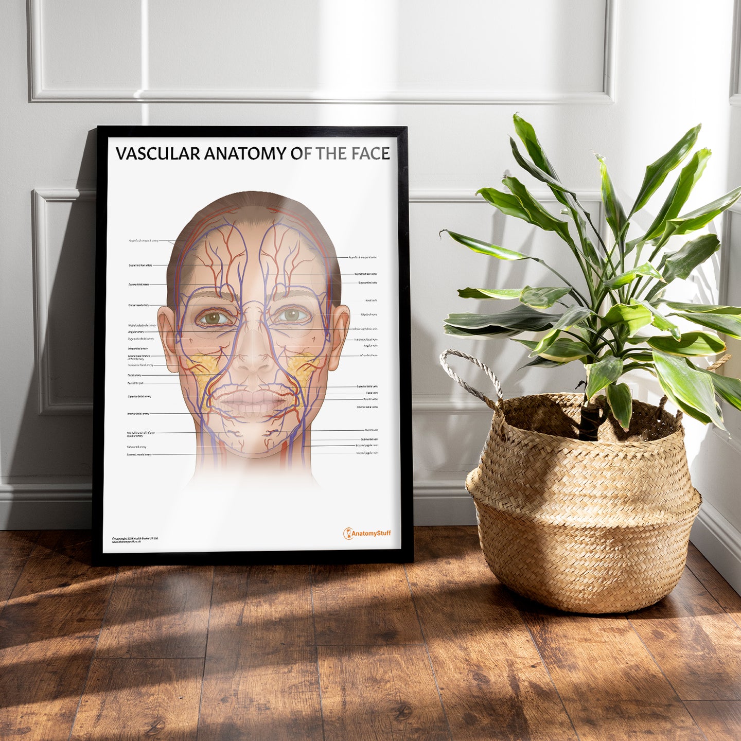 Vascular Anatomy of the Face Poster | Facial Arteries & Veins Chart ...