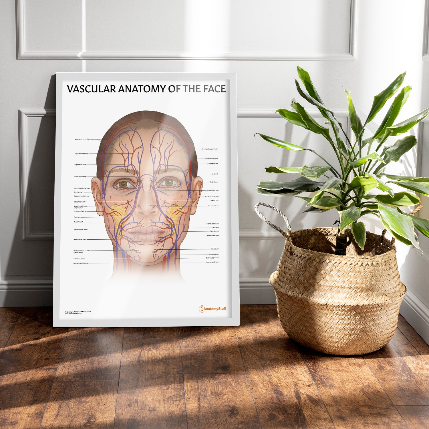 Vascular Anatomy of the Face Poster | Facial Arteries & Veins Chart ...