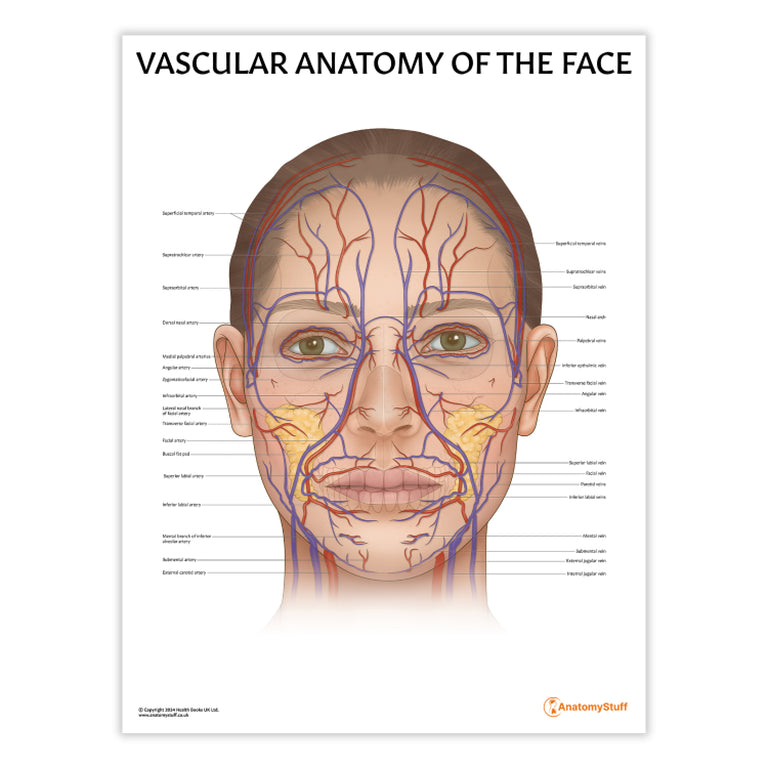 Vascular Anatomy of the Face Poster | Facial Arteries & Veins Chart ...